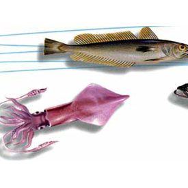 Los omega 3 y el pescado azul - Revista Alimentaria