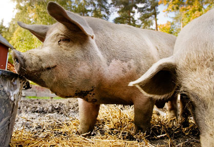 De la pocilga al biodiésel - Revista Alimentaria