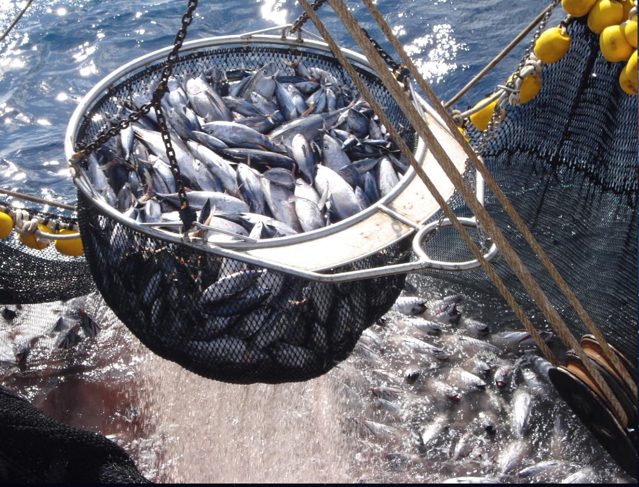 La flota atunera española busca la sostenibilidad del atún tropical ...