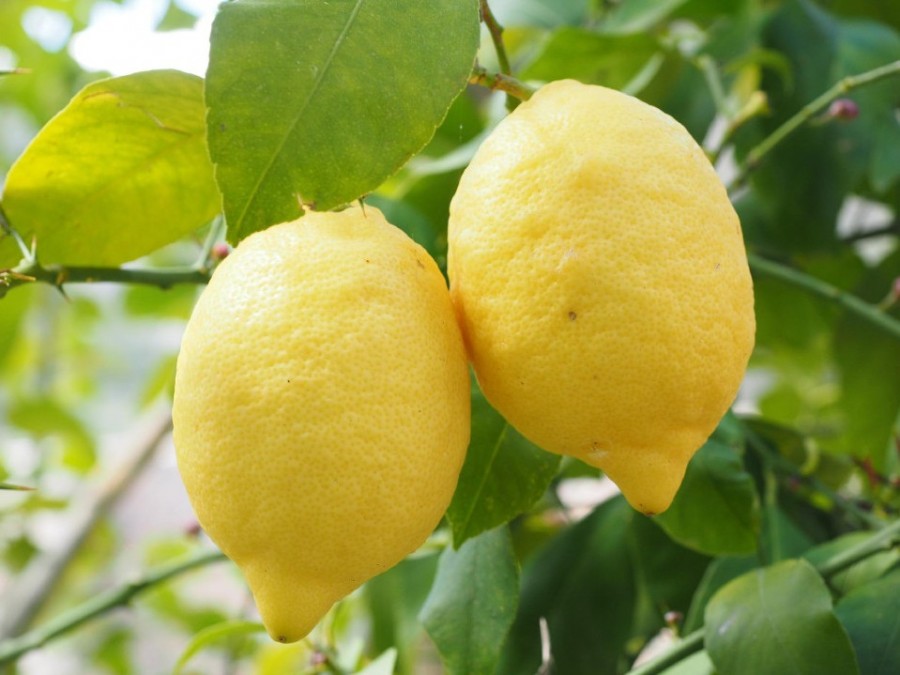 AILIMPO lanza una nueva herramienta para los productores de limón ...