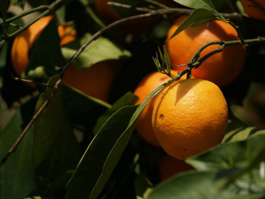 Legislación: requisitos equivalentes para la introducción en la Unión ...