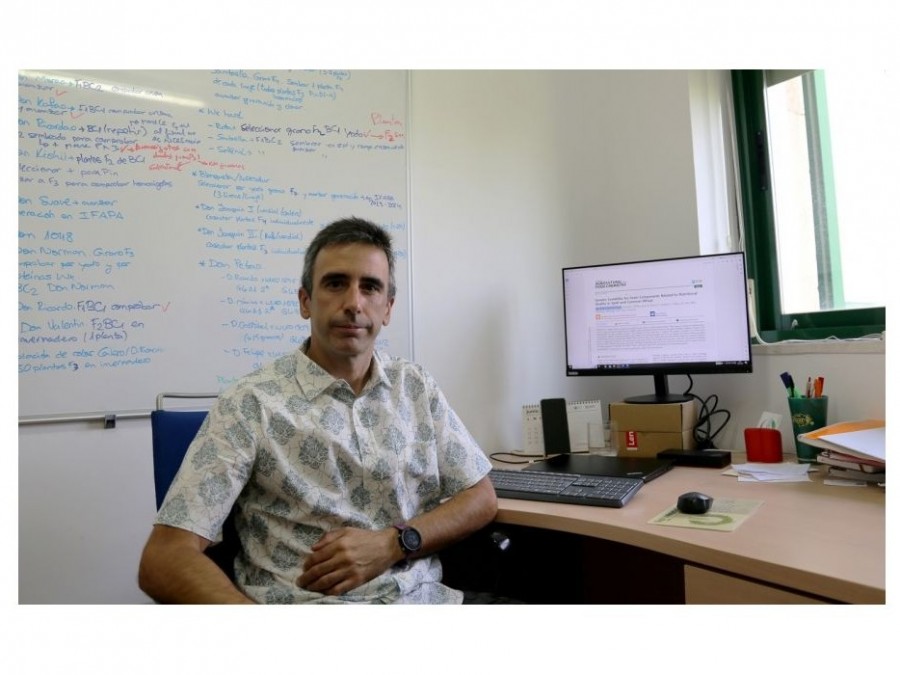 Espelta o Trigo común: ¿cuál de los dos es más saludable? - Revista ...